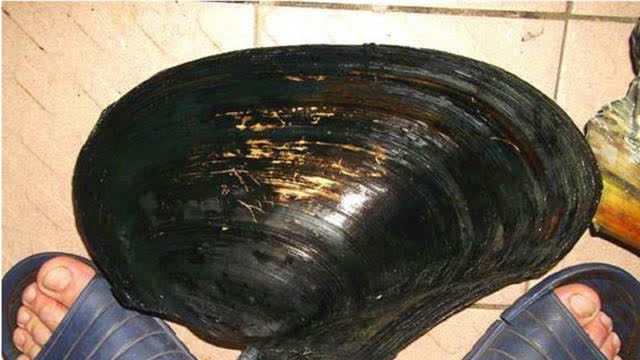 老人海边捡到巨型“珍珠蚌”,在家放了13年,孙子打开深感意外!