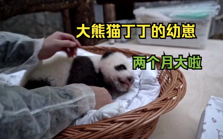 大熊猫丁丁的幼崽已两个月大