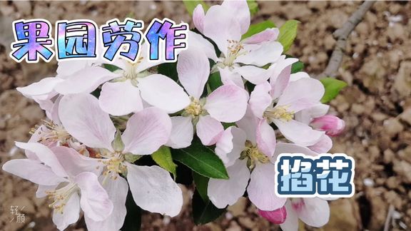 雪白的苹果花很美丽,为什么要掐掉次花,是为了优质的果实。