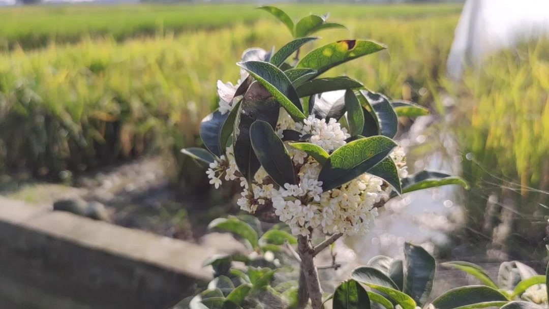 一粒种子到大米的艰辛历程,看看简单的画面过程,当深思