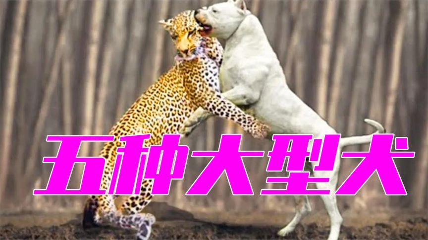 这五种大型犬,是野生动物们的噩梦