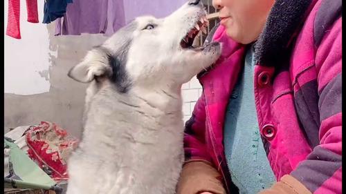 这孩子有点记仇啊 电电不会咬人哈 不用担心