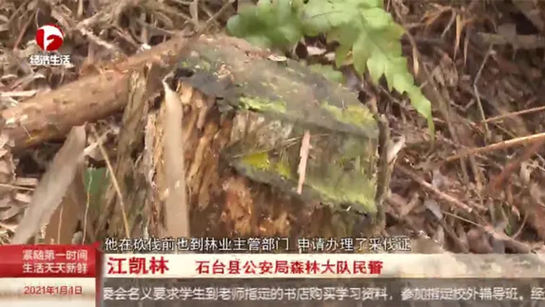 石台:侦破公安部挂牌督办特大滥伐林木案