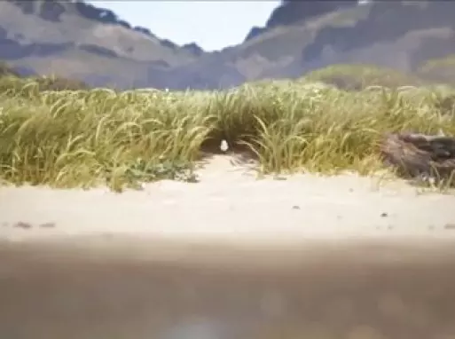 【怪咖搞笑】太萌啦!皮克斯最新动画短片《鹬》