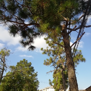 清水映画社配音总监督 