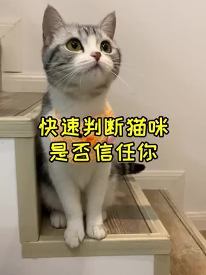 快速判断猫咪是否信任你 泡芙版#咱也不知道咱也不敢问 #喵 #宠物