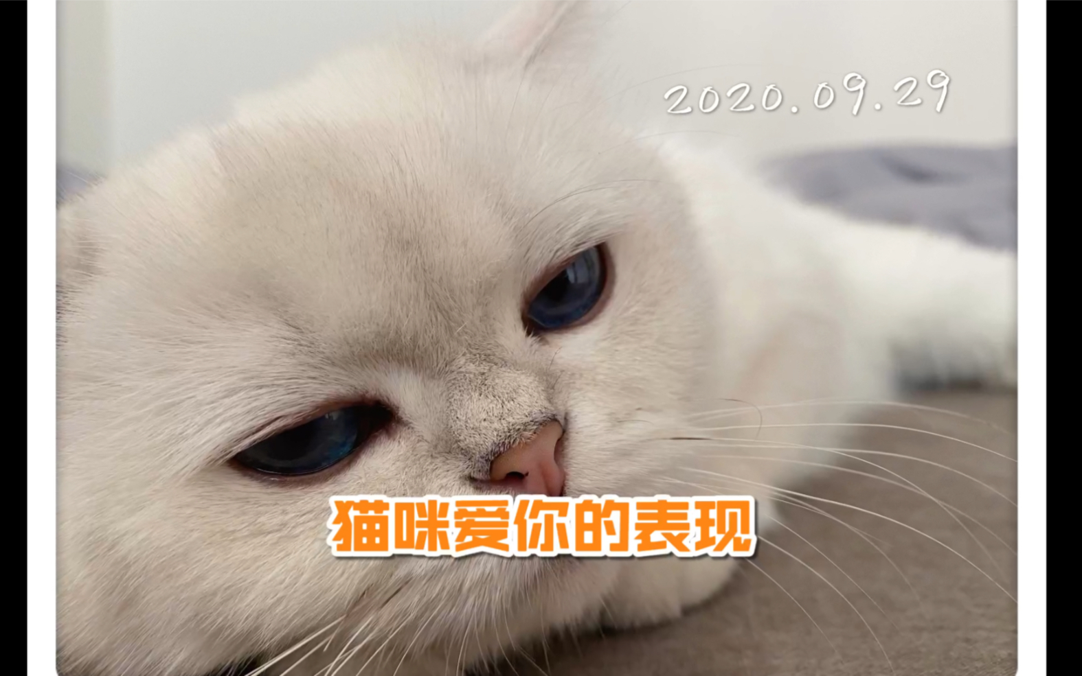 猫咪爱你都有哪些表现