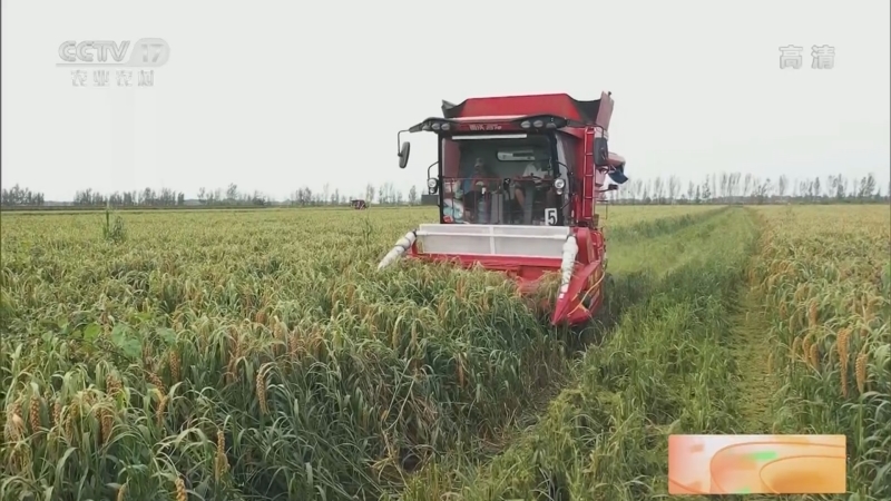 [中国三农报道]河北景县:抗旱节水谷子生产全程机械化