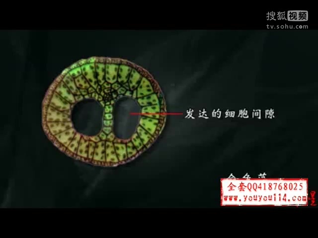 169植物学及实验 浙江大学 第2集 植物组织结构、分布与功能(二)