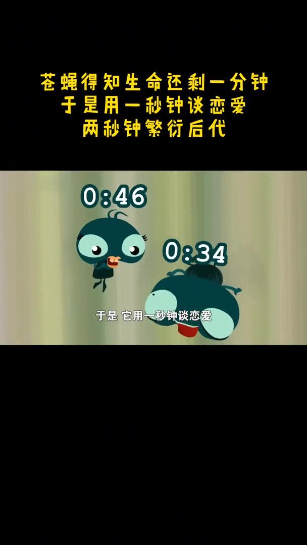 搞笑奇幻动画《苍蝇的最后一分钟》