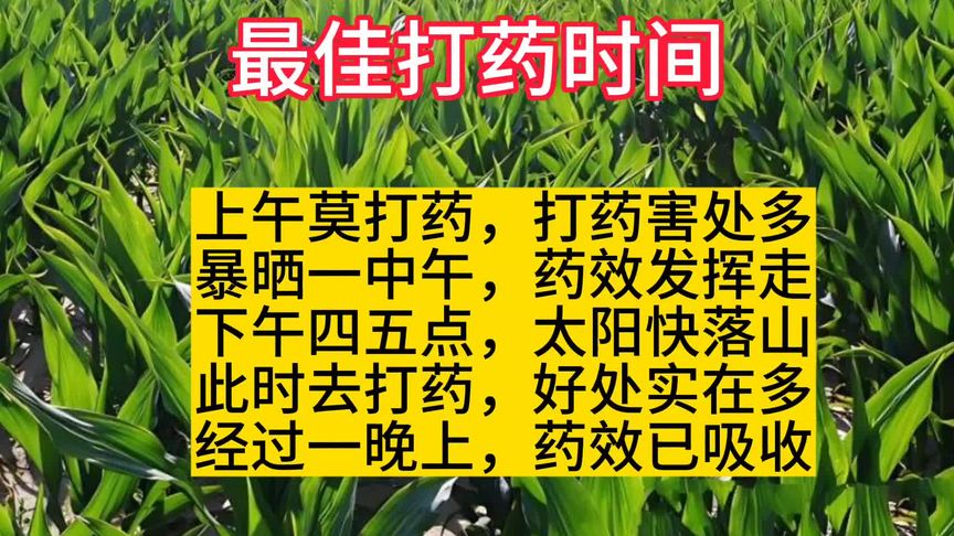 #农业种植 #分享农业知识帮农民增产增收