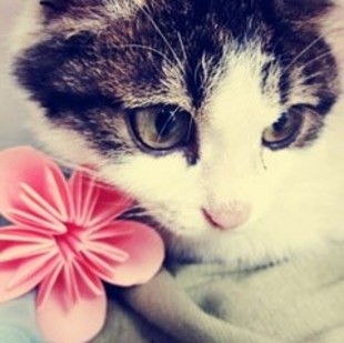 水妖精的猫小猫 