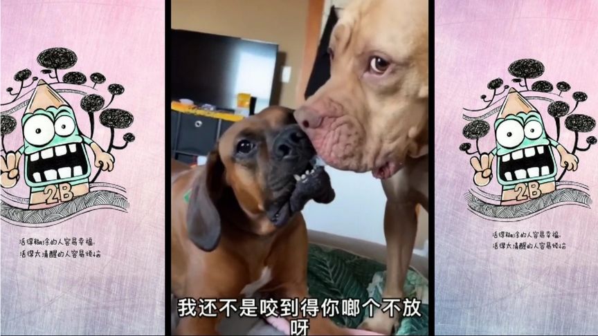 搞笑合集!这两只狗狗到底是接吻 还是打架?