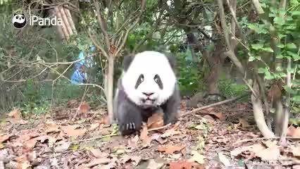 笑憨憨猫步 小白ߑ