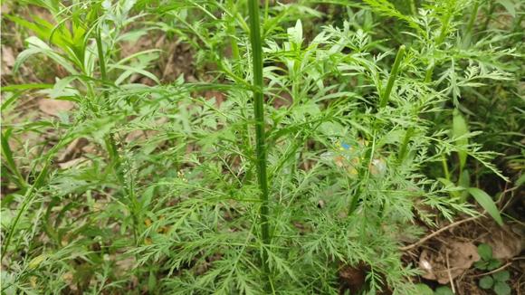 截疟疾的青蒿素就是从这种植物中提炼出来的!一起了解一下吧!