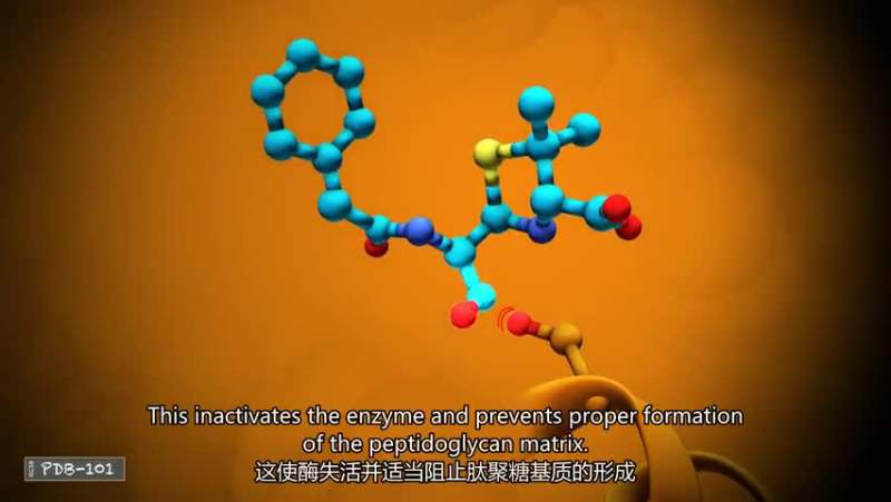 青霉素和抗生素耐药性分子机制动画演示(中英文字幕)