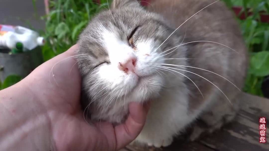 流浪猫让你碰这个部位,证明它喜欢和你相处,可以把它带回家