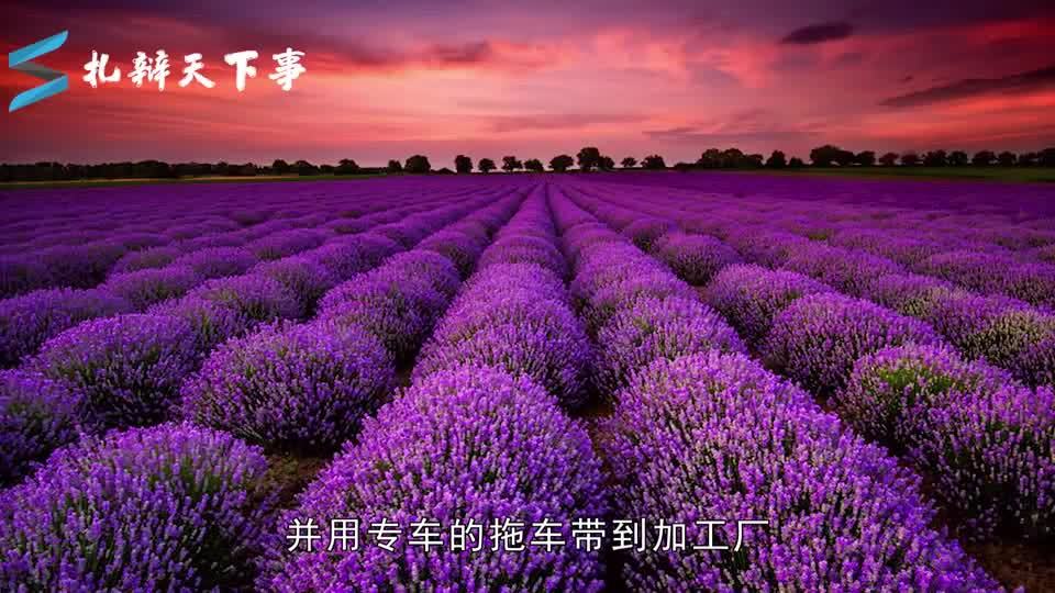 怪不得薰衣草精油这么贵,看了薰衣草加工过程,直呼原来如此