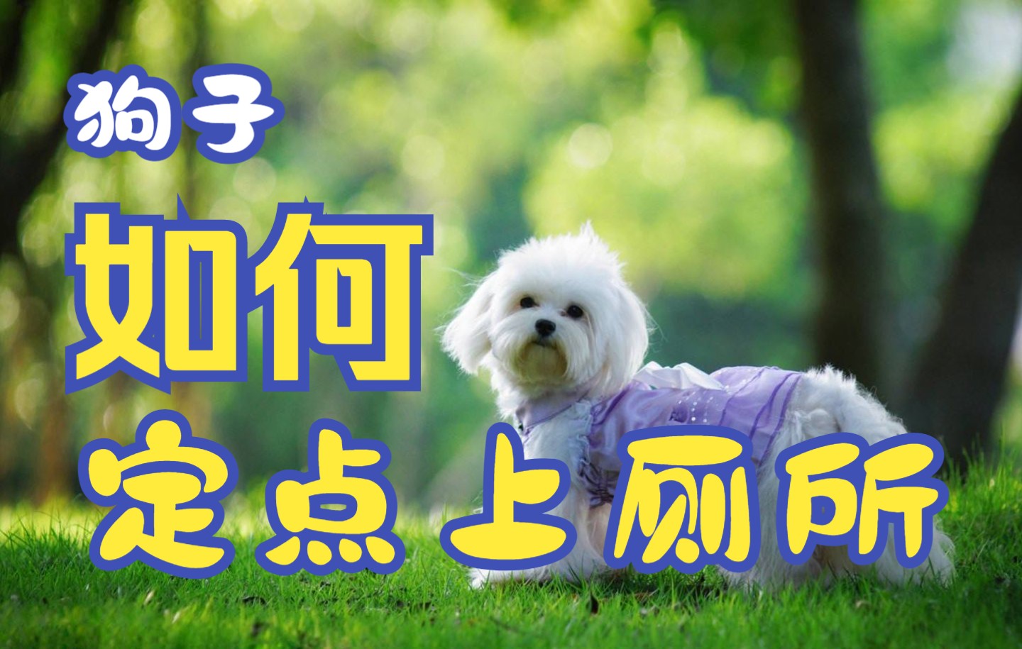 新手如何训练狗狗定点上厕所