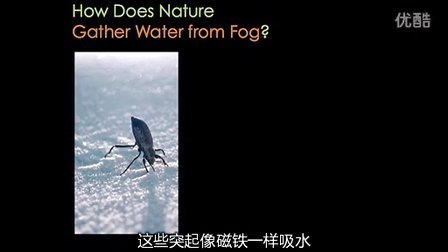 【TED演讲集】进行中的仿生科技