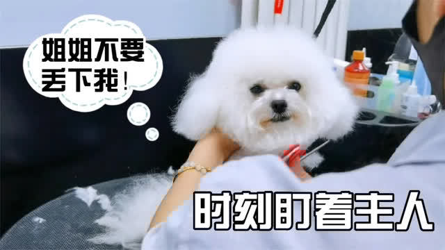 去宠物店洗澡的小狗狗,就怕自己被丢下