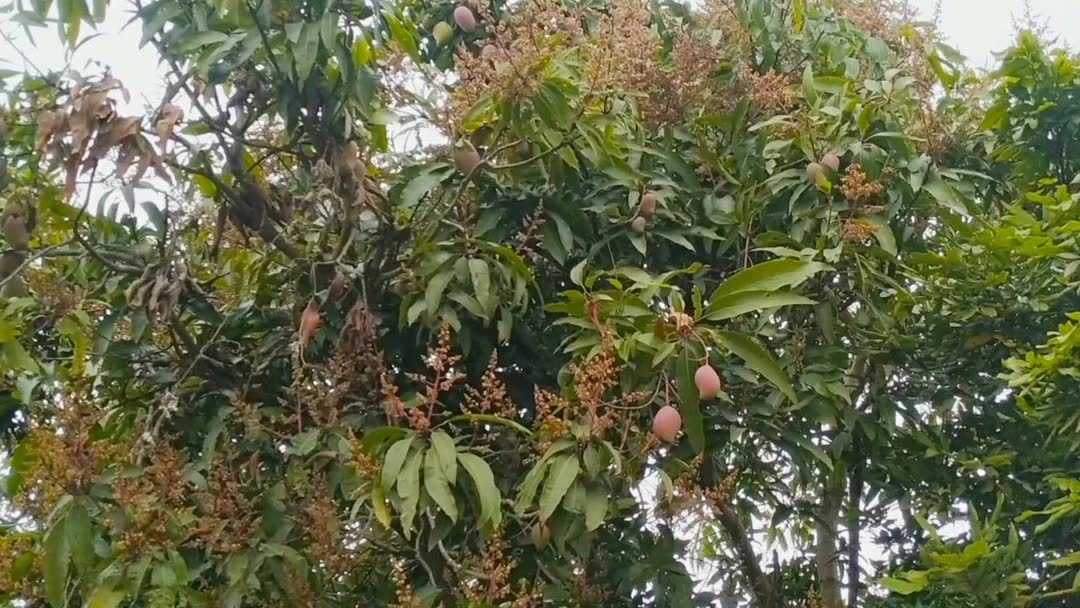 古怪的芒果树,什么品种能做到这样的地步,真是少见多怪了。