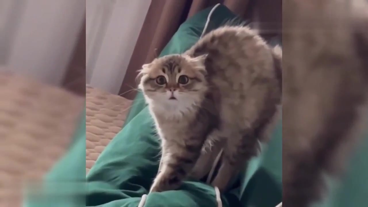 我居然在一只猫脸上看到了不可思议的表情