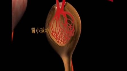 肾单位的介绍