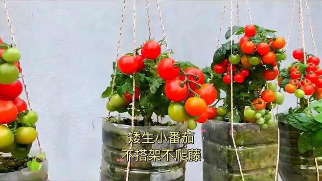 矮生小番茄的种植小技巧