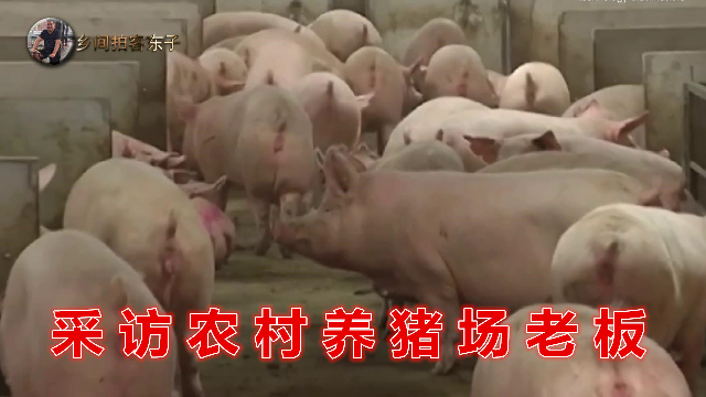 19年养猪到底有多赚钱?养猪大哥告诉你一头猪的真实收入