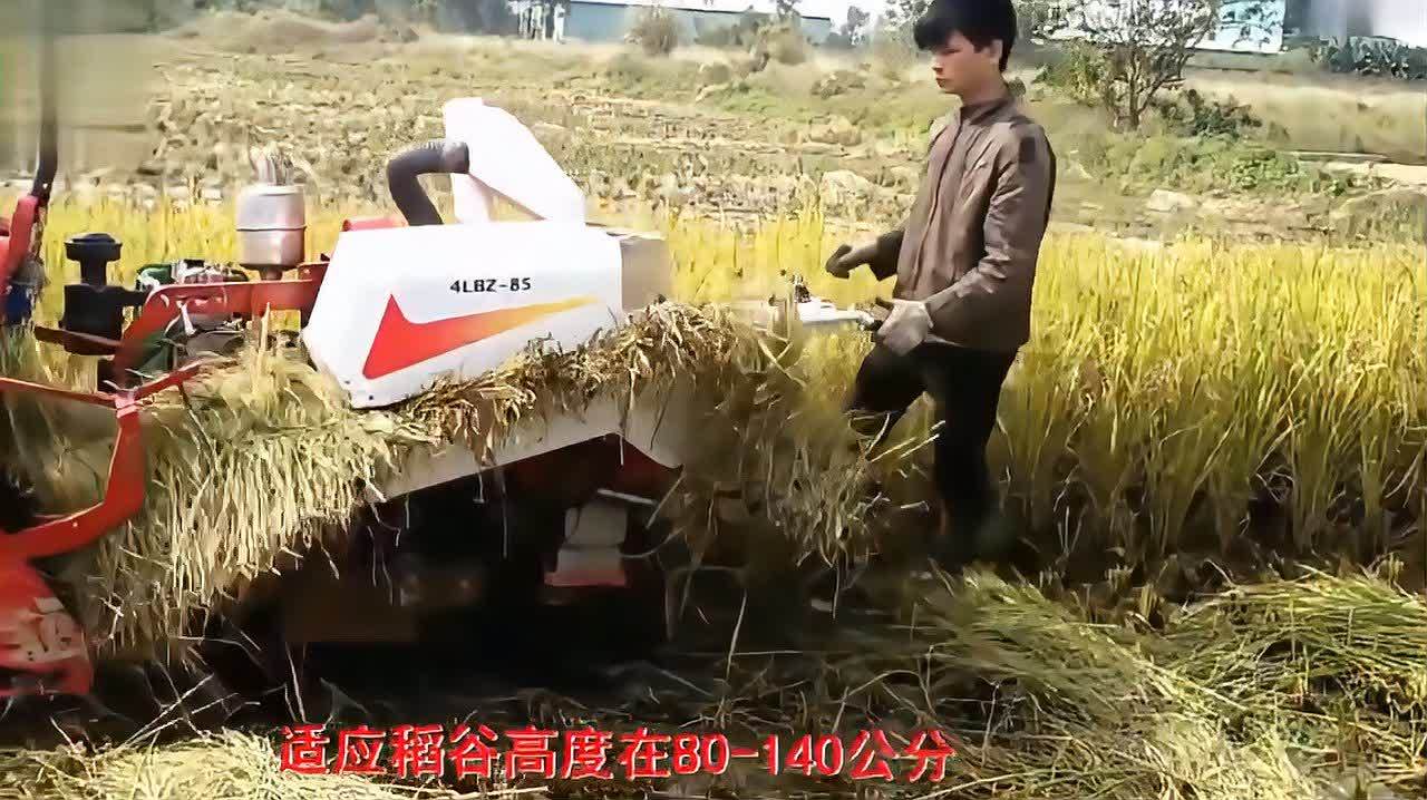 小型收割机收割水稻,个头虽小水田照样收割,还真是农民的好帮手