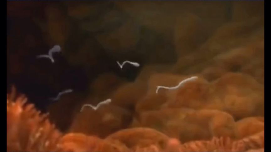 胎儿形成的过程!