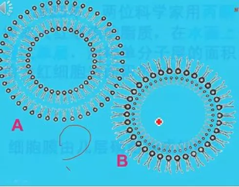 高中生物必修一第四章第二节生物膜的流动镶嵌模型