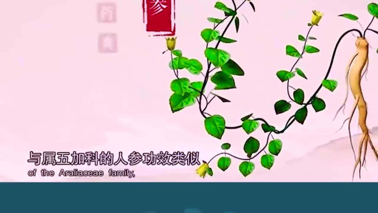 党参是一种补益类的中药,具有补气生津,养血安神