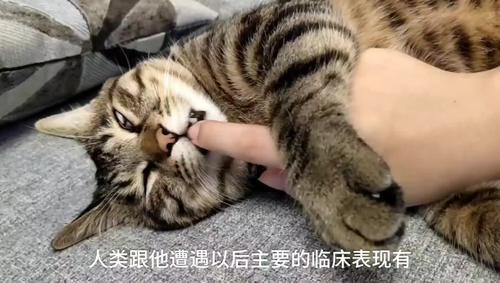 十大猛兽之一,千万不要被它外表迷惑了
