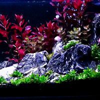 小鹏养鱼种草 