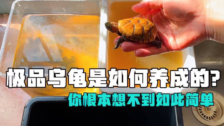 给钱都不卖的乌龟,根本想不到生存环境这么恶劣?极品龟培养方法