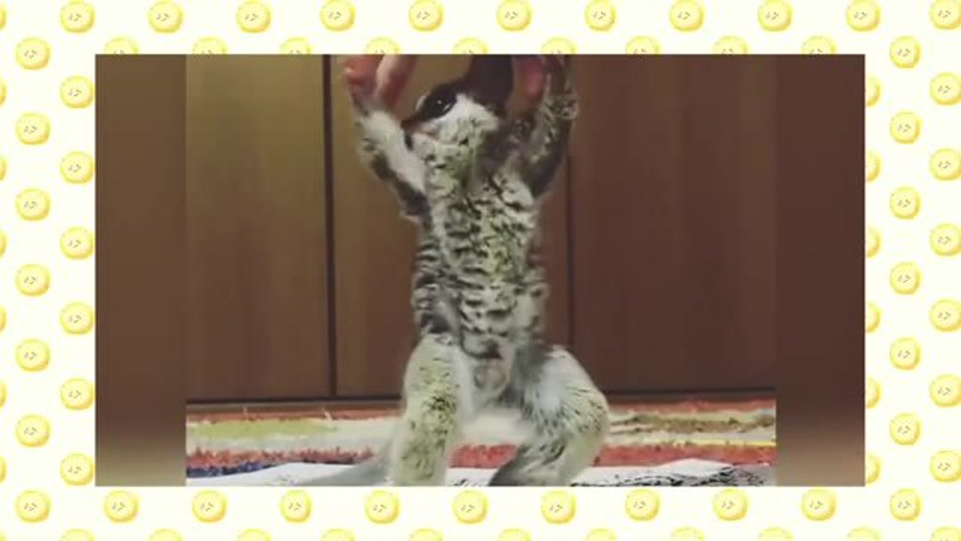 骆驼选美大赛曝丑闻:12只骆驼因整容被退赛