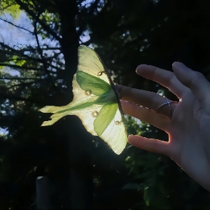 蝴蝶飞过旧时光 