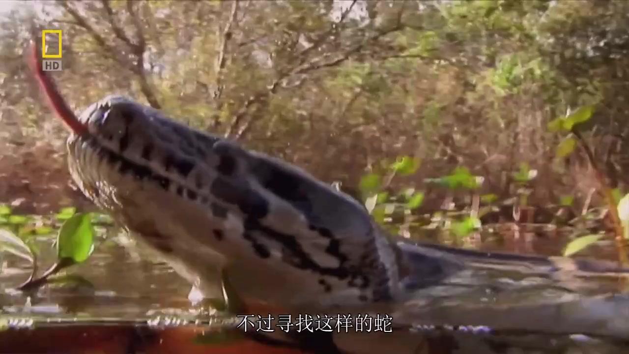 生肉 中文字幕《寻找巨蟒巢穴 To The Python Cave》