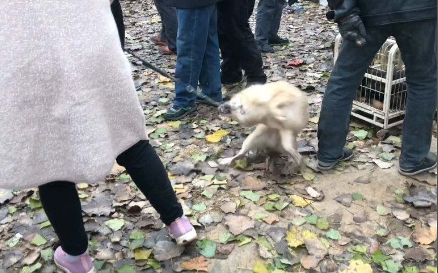狗市遇到发疯的狗,疯狂挣扎的动作引来众人围观,难道是“狂犬病”