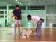 巴哥犬训练视频 怎样引导狗狗厕所小便 怎么教比熊不咬人