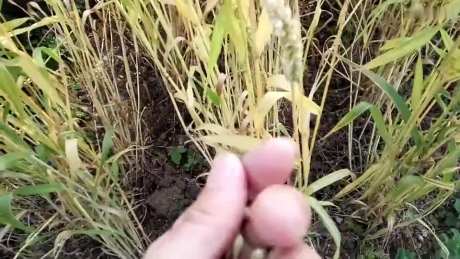 实拍农民种植的小麦,小麦成熟了