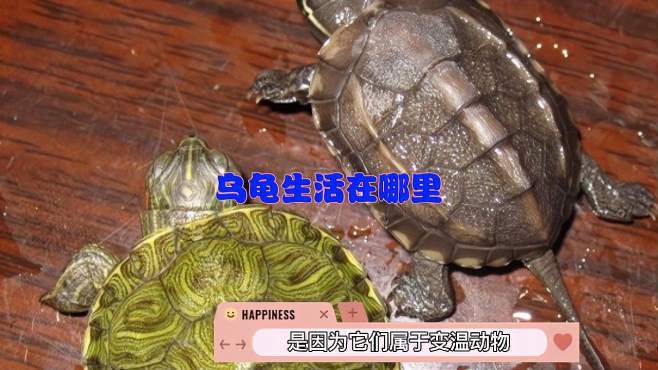 乌龟生活在哪里?它喜欢哪种生活环境?
