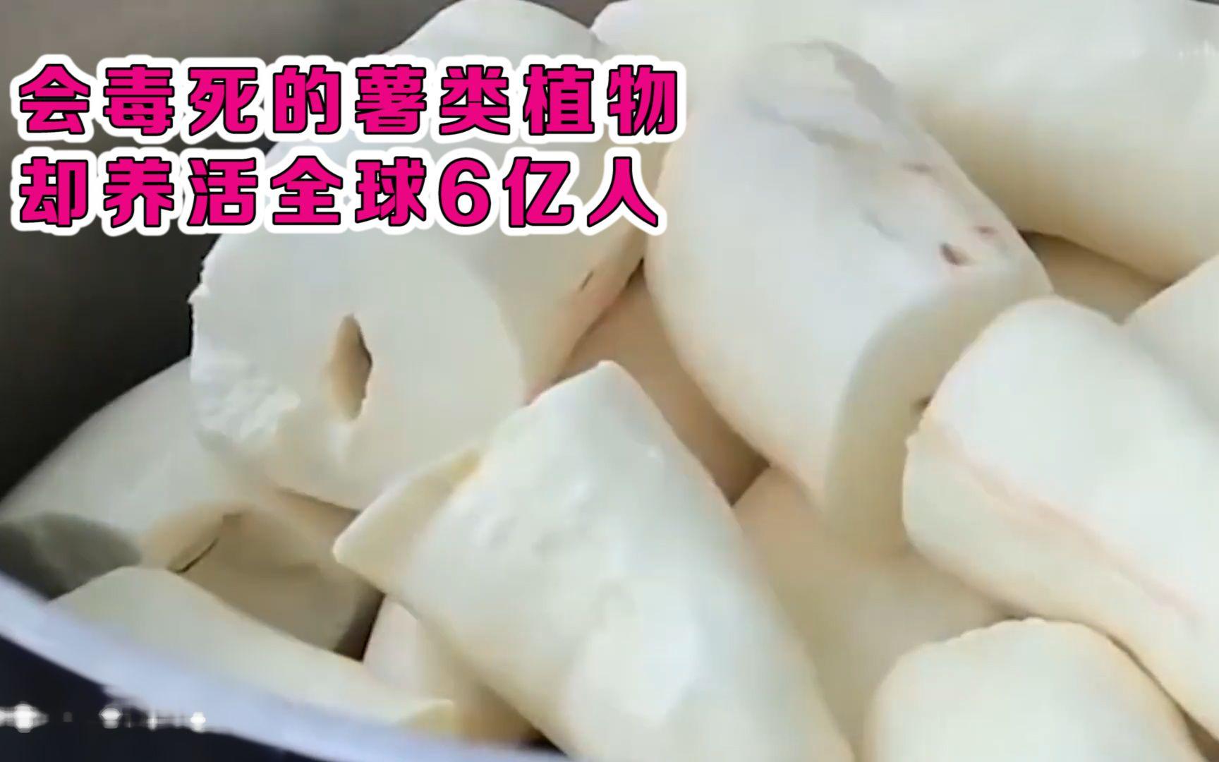 神奇的“淀粉之王”,虽有毒却养育6亿人,美味的珍珠奶茶就有它