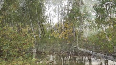 金秋新疆游No.04 白桦林 0921