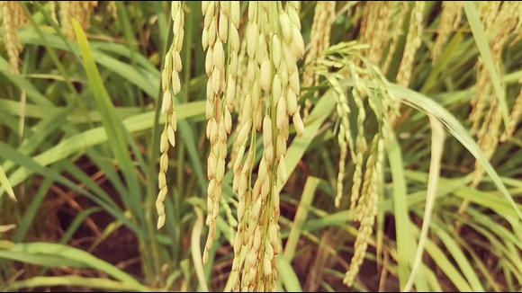 家乡的水稻快成熟,丰收开始了