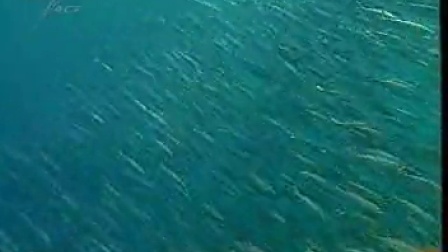 海底世界(幻灯片1、12超链接用)