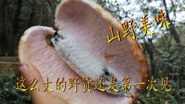 湖南怀化大山里的美味太诱人,小伙边吃边摘,淋雨也不怕