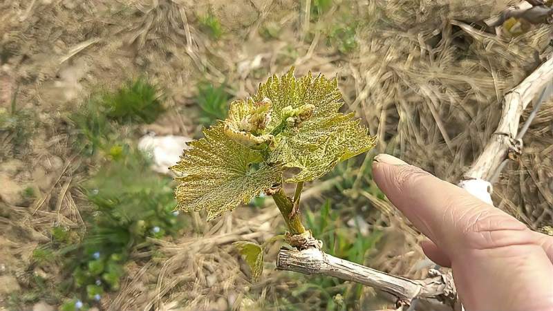 黑妞教你种植葡萄,记录葡萄生长过程,葡萄进入展叶期